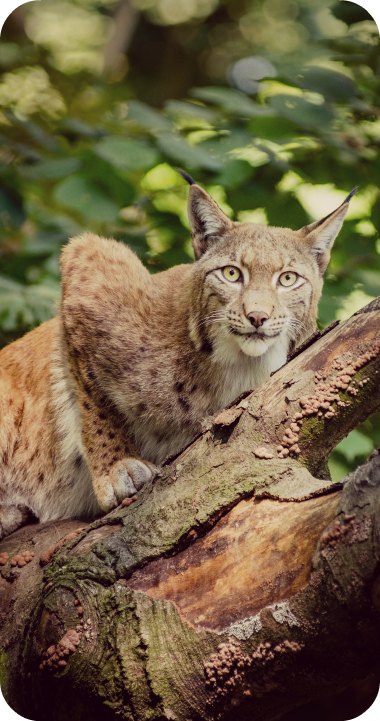 Džiaugiuosi savimi | Pasitikinti savimi Lūšis