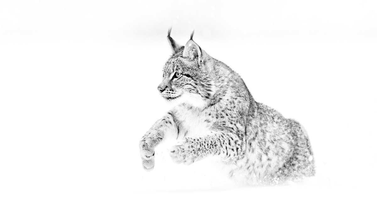 Pasitikinti savimi Lūšis – Džiaugiuosi savimi